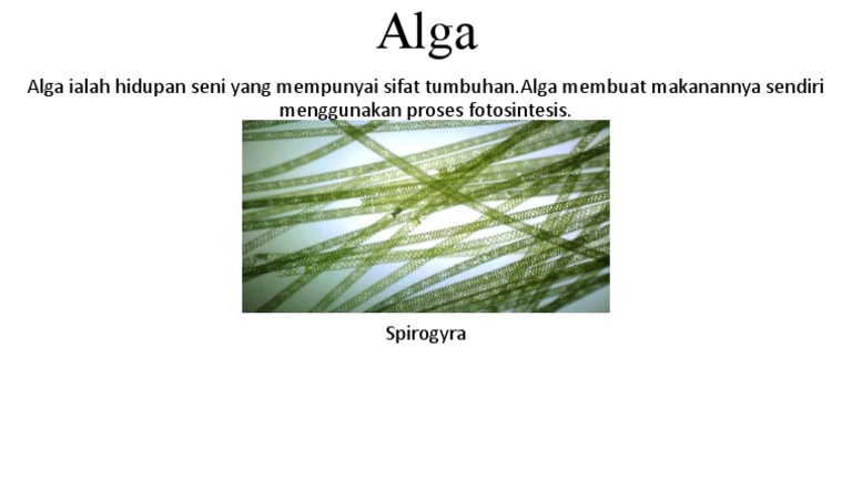 Mikroorganisma Alga Tahun 6 | PDF