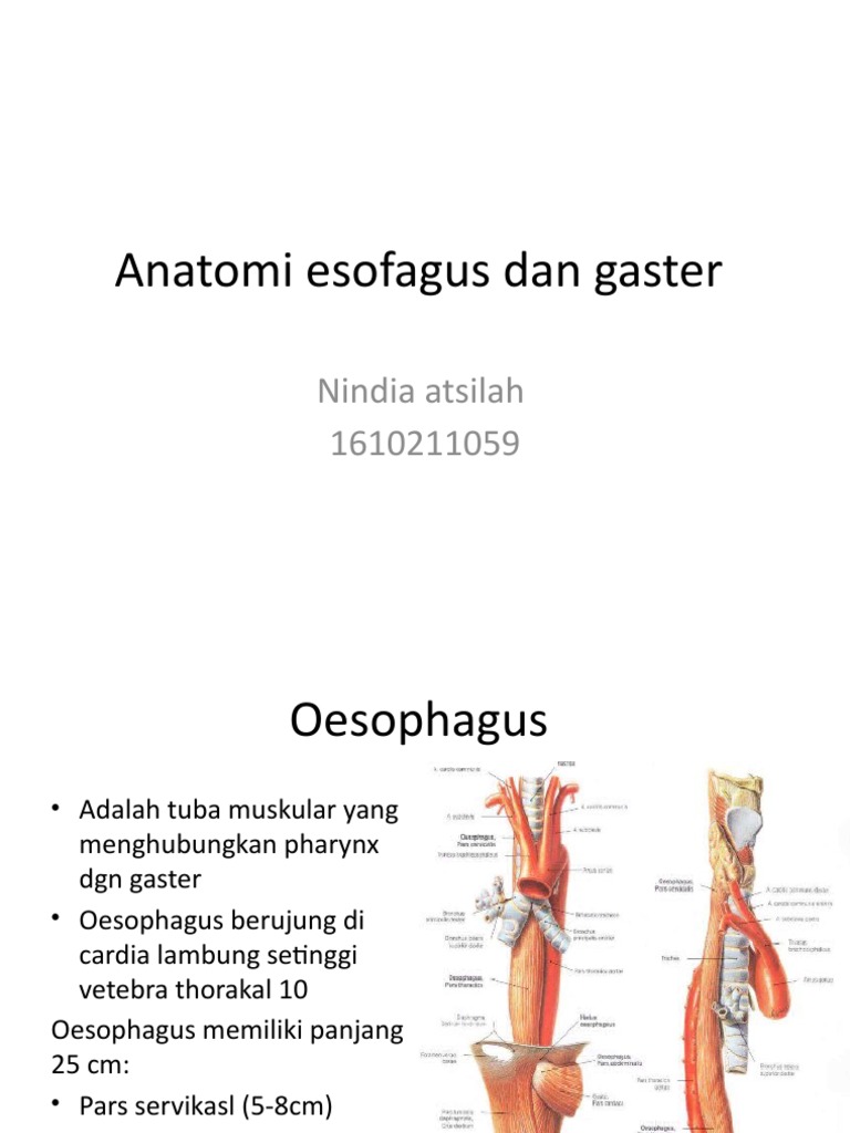 Anatomi Esofagus Dan Gaster | PDF