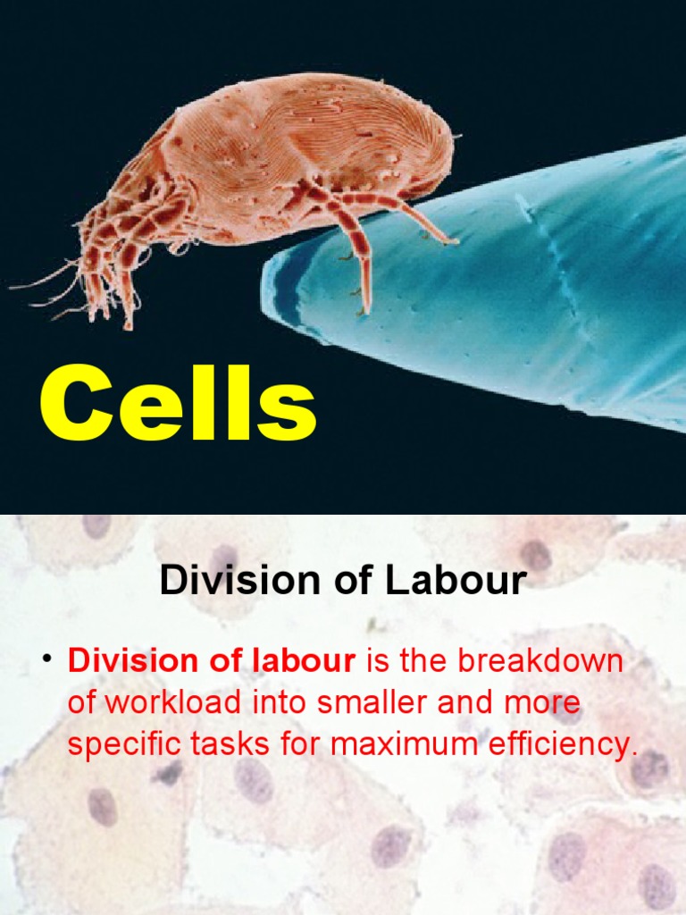 Ch. 6 Division of Labour | PDF | Cell (Biology) | Nerve