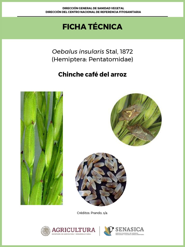 Ficha técnica sobre la chinche café del arroz (Oebalus insularis ...