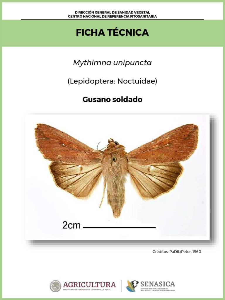 Gusano Soldado Mythimna Unipuncta | PDF | Control biológico de plagas ...