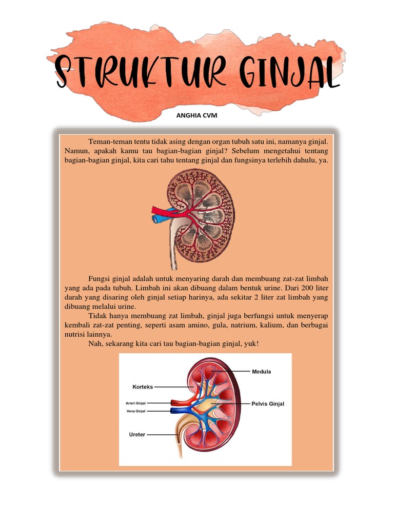 Struktur Ginjal | PDF