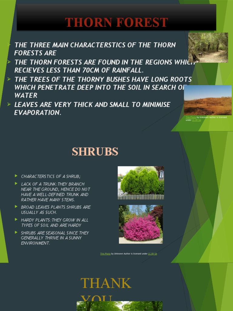 Characteristics of Thorn Forests | PDF