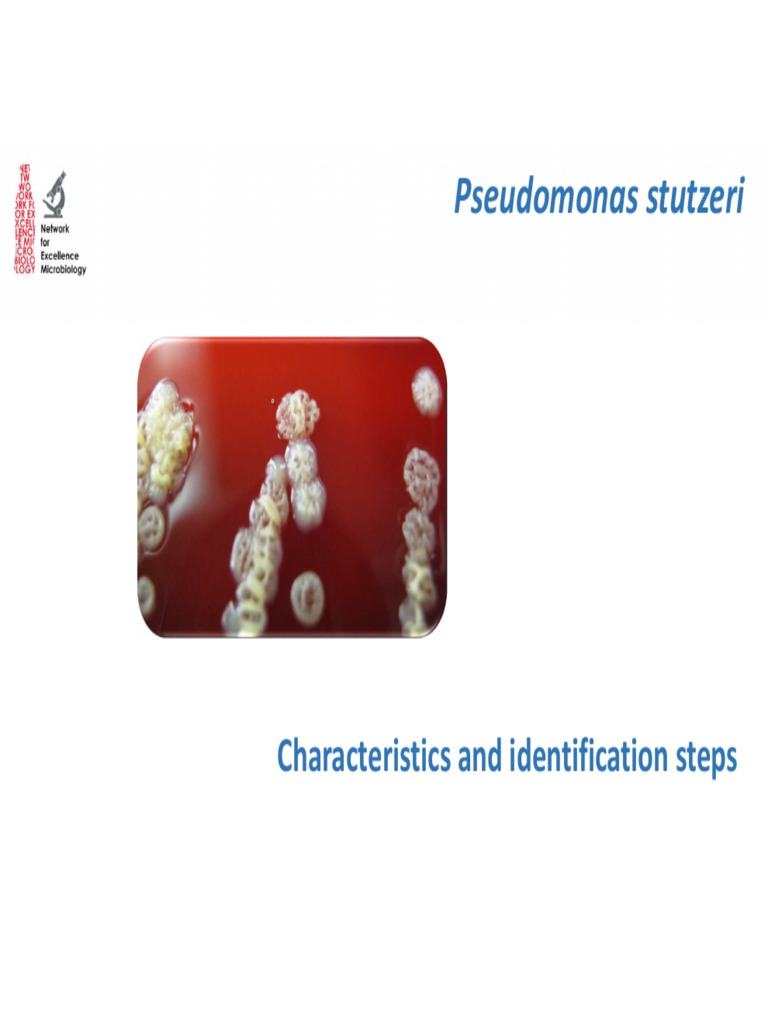 Pseudomonas Stutzeri: Characteristics and Identification Steps | PDF ...