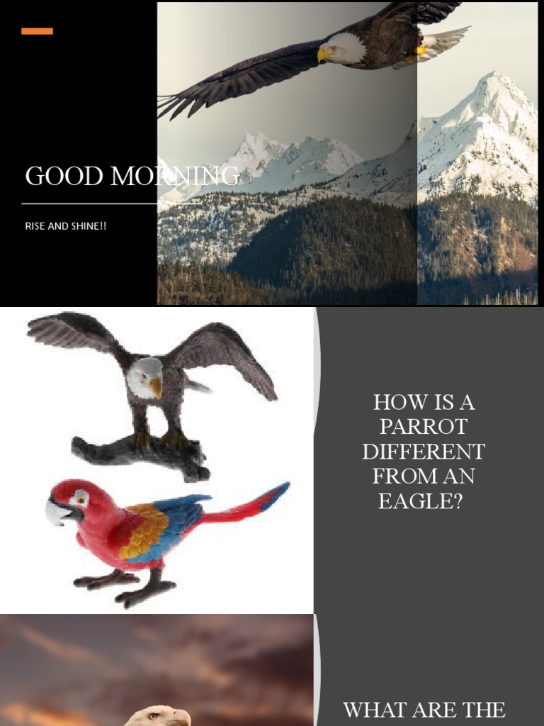 Eagle Mentality | PDF