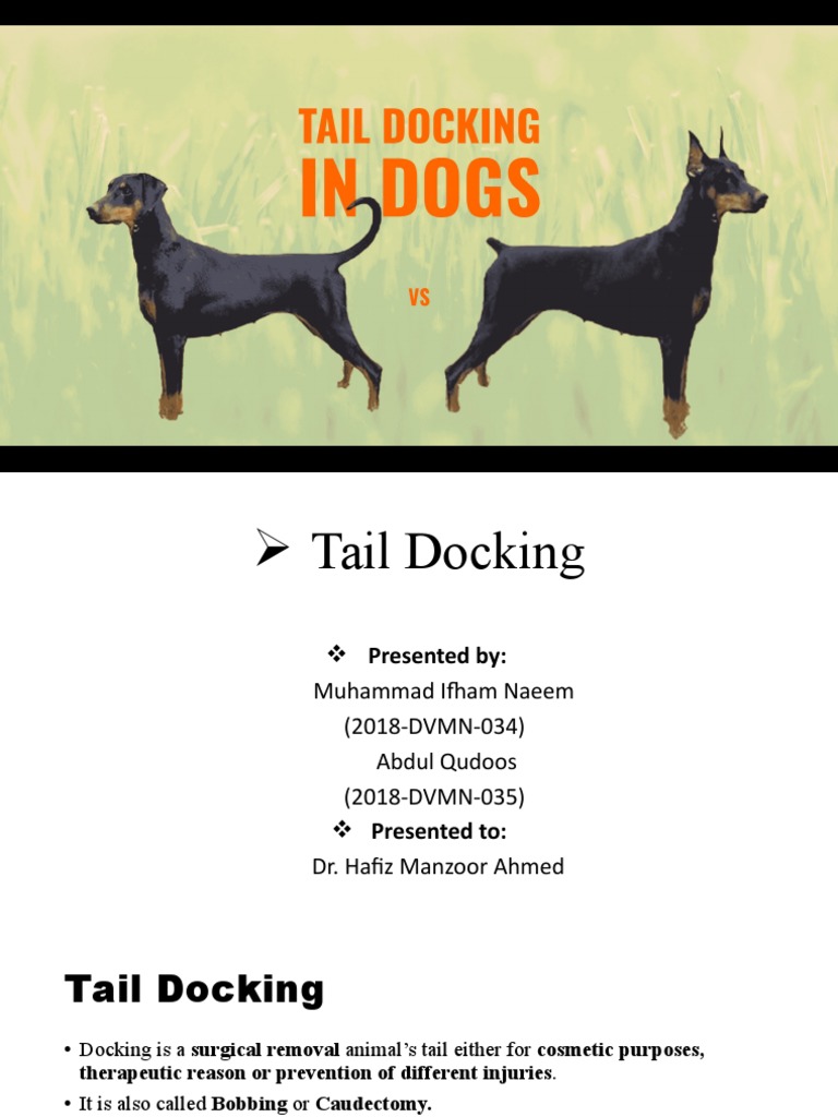 Tail Docking | PDF | Medical Procedure/Test | Medical Specialties