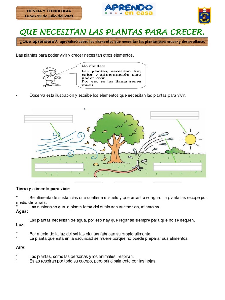 CyT - Que Necesitan Las Plantas para Vivir - 19 de Julio | PDF | Raíz ...