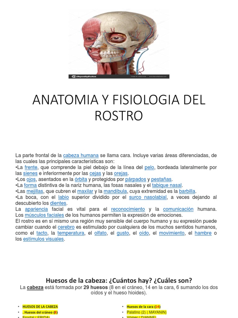 Anatomía facial: huesos, músculos y funciones | PDF | Cara | Rasgos ...