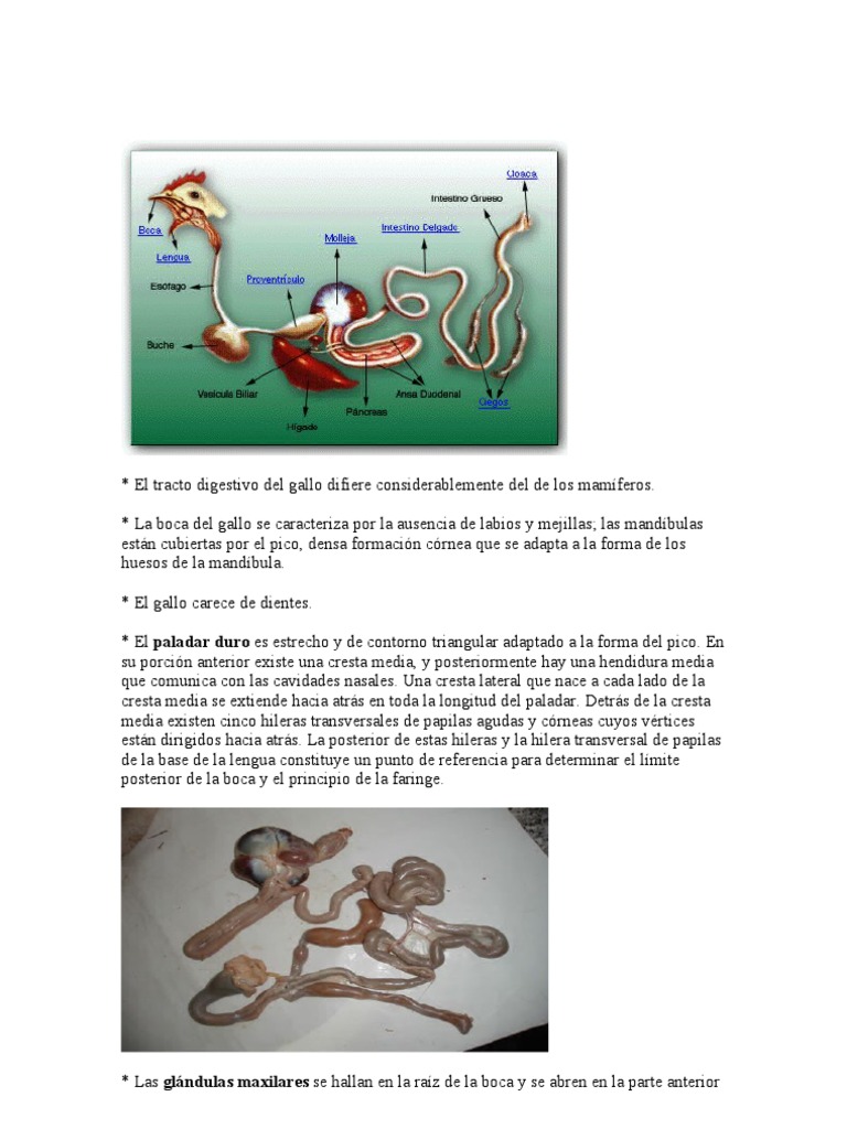 Sistema Digestivo de la Gallina | PDF | Intestino delgado | Sistema ...