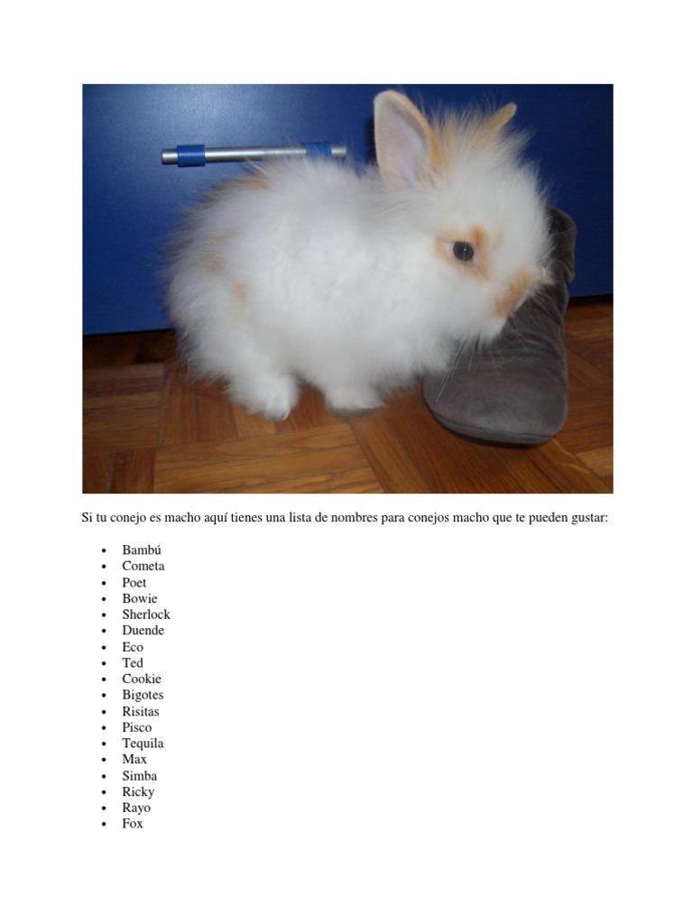 Nombres para Conejos Macho | PDF