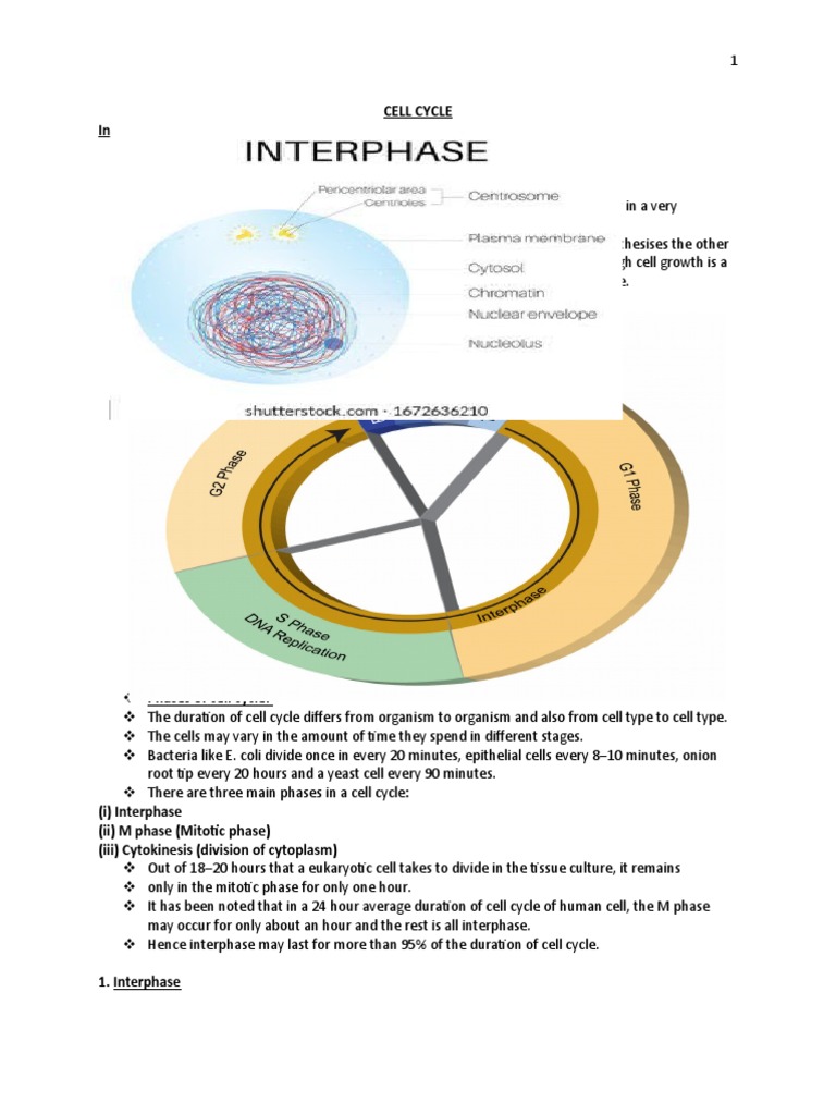 CELL CYCLE-WPS Office | PDF | Meiosis | Ploidy