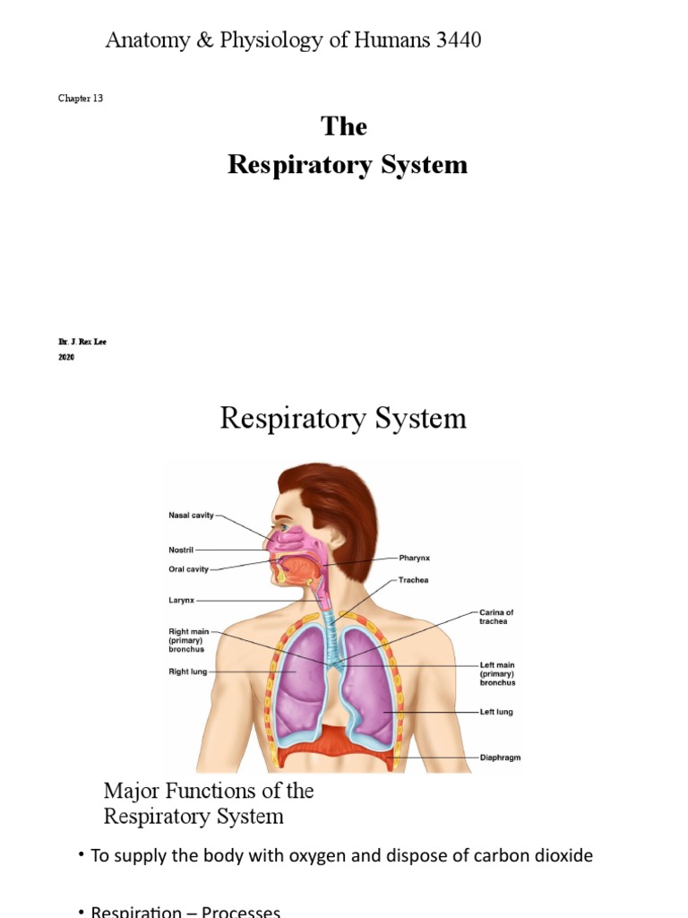 Chapter 13 Student Version The Respiratory System 2020.ppt (1186) | PDF ...
