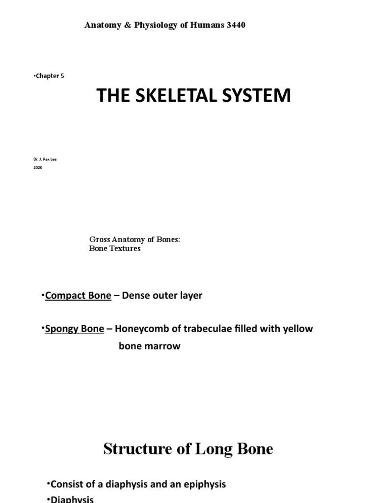 Human Skeletal System Overview | PDF | Bone | Joint