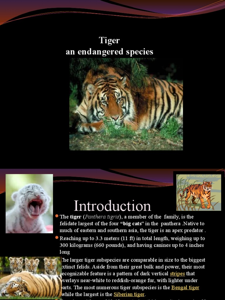 Tiger An Endangered Species | PDF | Tiger | Wildlife