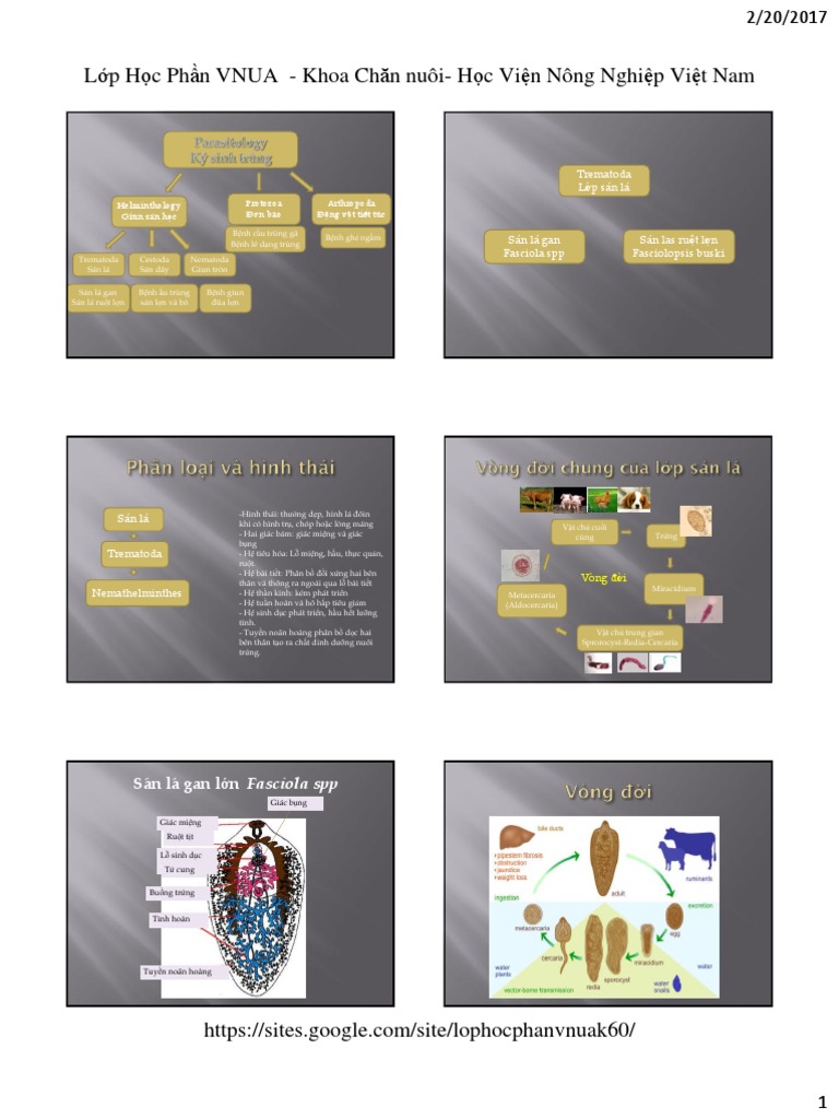 Benh Ky Sinh Trung | PDF