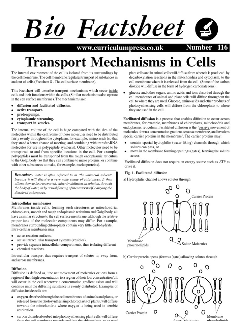 Cell Transport Mechanisms Explained | PDF | Endoplasmic Reticulum ...