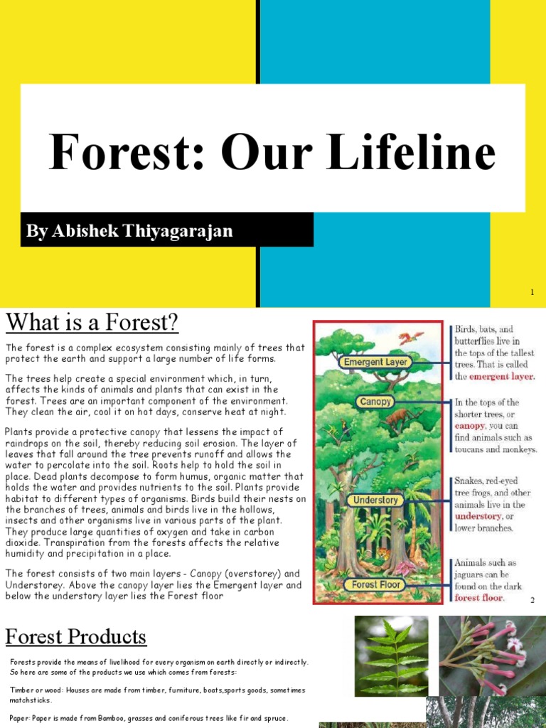 Forest: Our Lifeline: by Abishek Thiyagarajan | PDF | Food Web | Forests