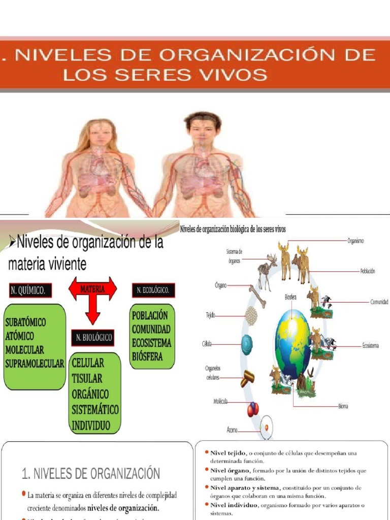 Clase N°1 Biologia 7° - Nivel de Organizacion de Los Seres Vivos 15 ...