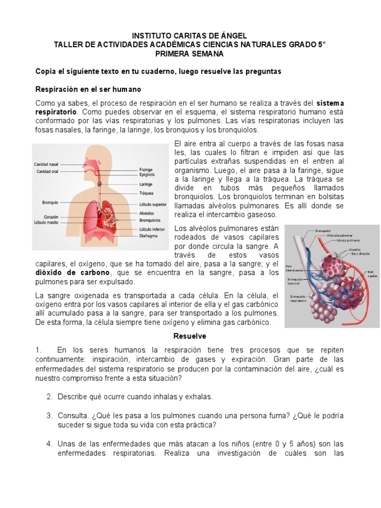 Taller Grado 5 | PDF | Pulmón | Sistema respiratorio