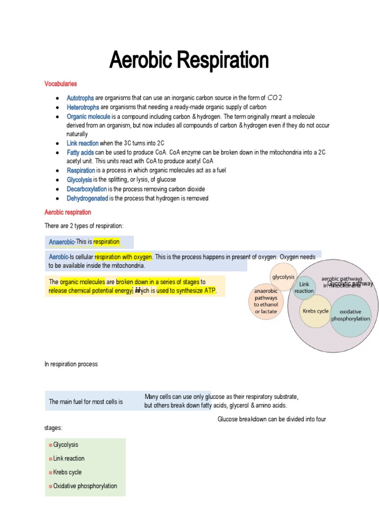Aerobic Respiration | PDF | Cellular Respiration | Electron Transport Chain