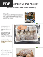 Sheep Brain Dissection | PDF | Brain | White Matter