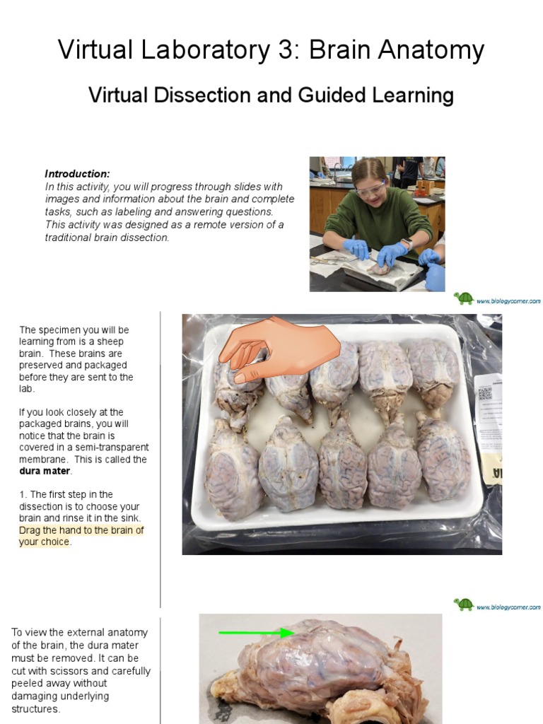 Virtual Laboratory 3 Brain Dissection PDF Brainstem Brain