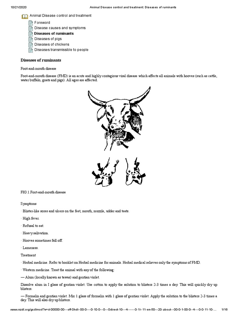 FMD Treatment and Ruminant Diseases | PDF | Lactation | Infection