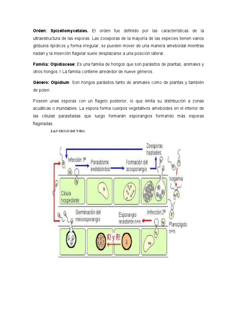 Olpidium Brassicae | PDF | Hongo | Espora