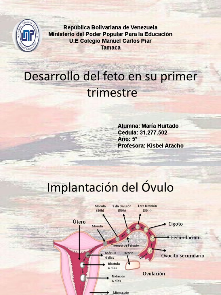 Desarrollo Del Feto en Su Primer | PDF | Implantación (embrión humano ...