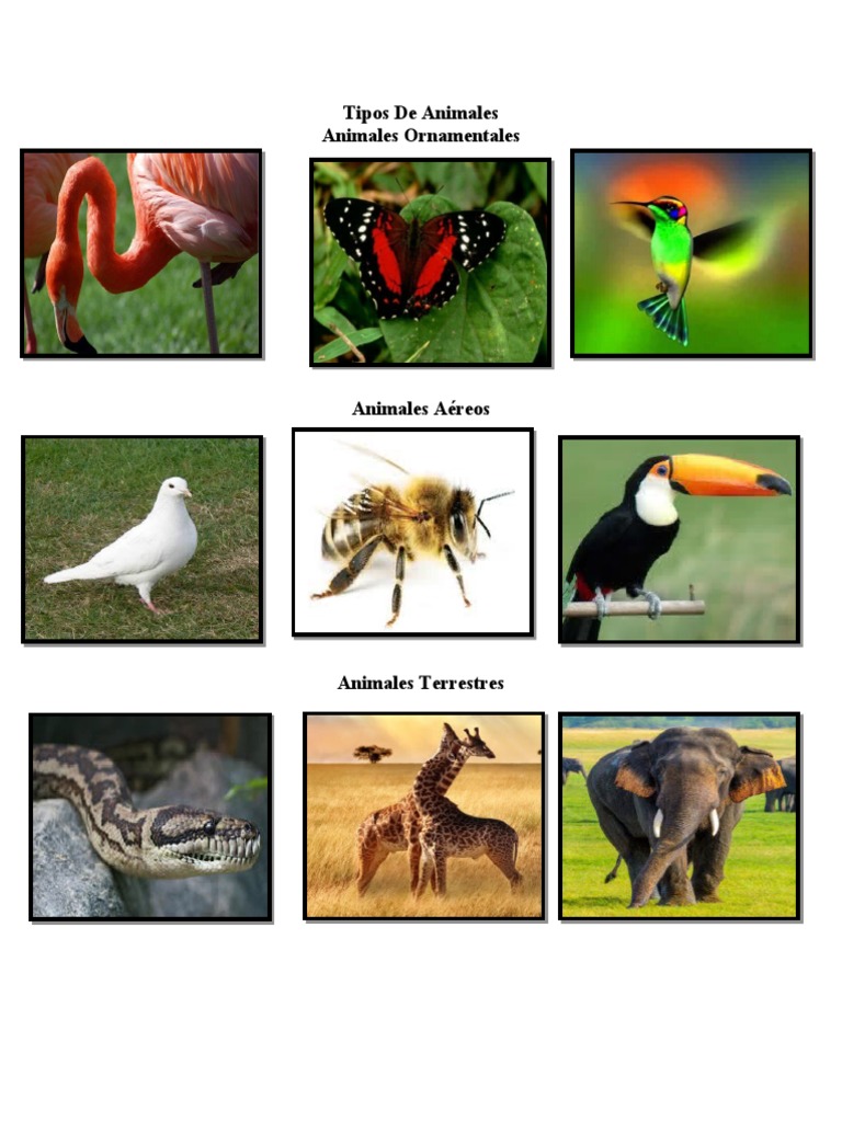 Tipos de Animales Animales Aéreos Animales Terrestres Animales ...