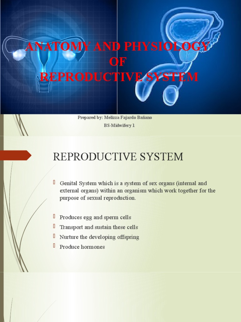 Anatomy and Physiology Reproductive System | PDF | Pelvis | Uterus