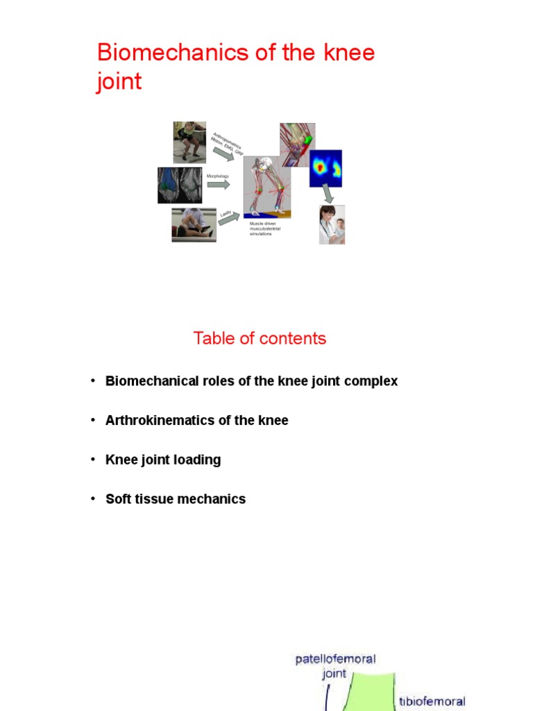 Biomechanics of The Knee Joint | PDF | Knee | Musculoskeletal System