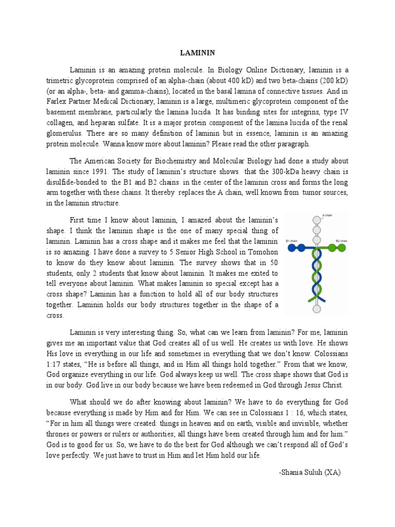 Laminin | PDF | Biochemistry | Chemistry