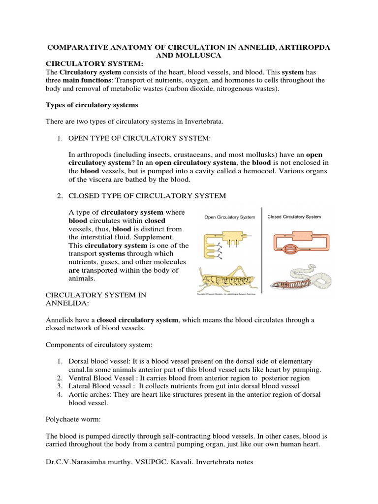 Circulatory Systems in Annelids and Mollusks | PDF | Circulatory System ...
