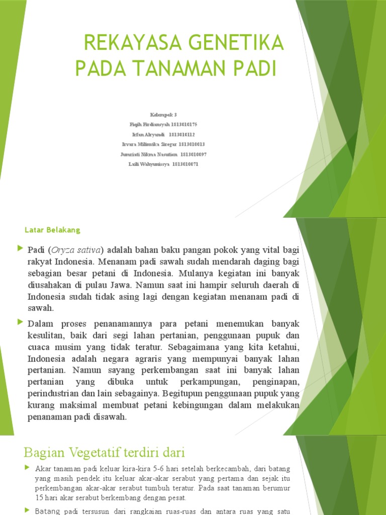 Rekayasa Genetika Padi | PDF