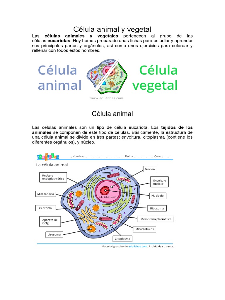 Célula Animal y Vegetal | PDF | Citoplasma | Vacuole