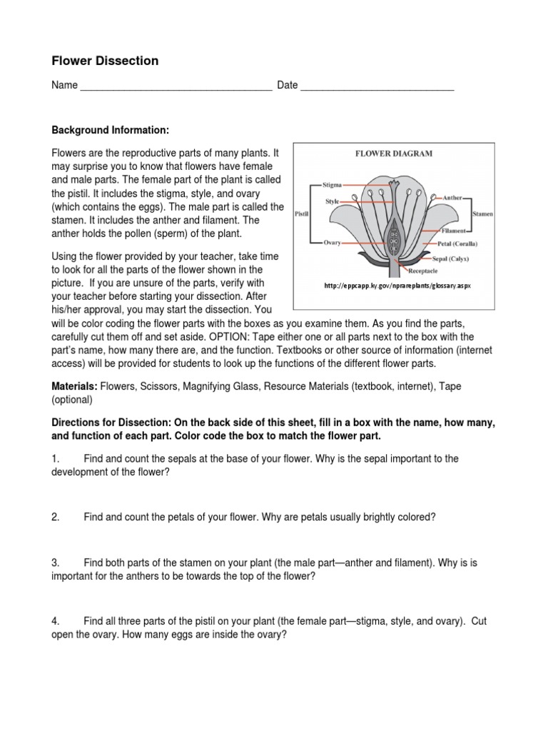 Flower Dissection Guide for Students | PDF | Home & Garden | Science ...