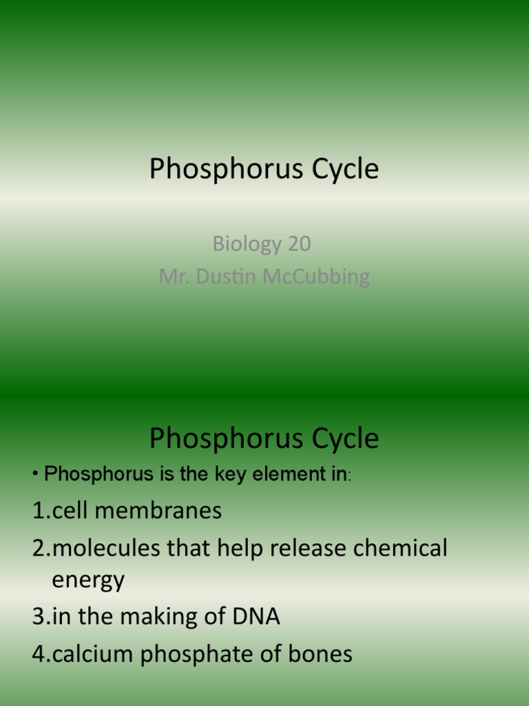 Understanding the Phosphorus Cycle | PDF | Decomposition | Phosphorus