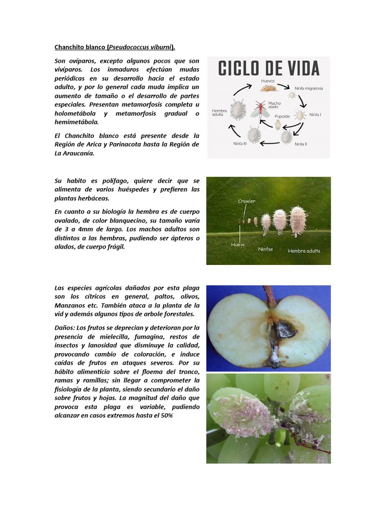 Chanchito Blanco | PDF