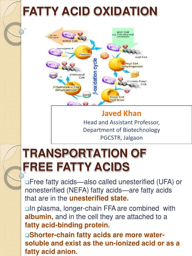 Fatty Acid Oxidation | PDF | Fatty Acid | Metabolic Pathway