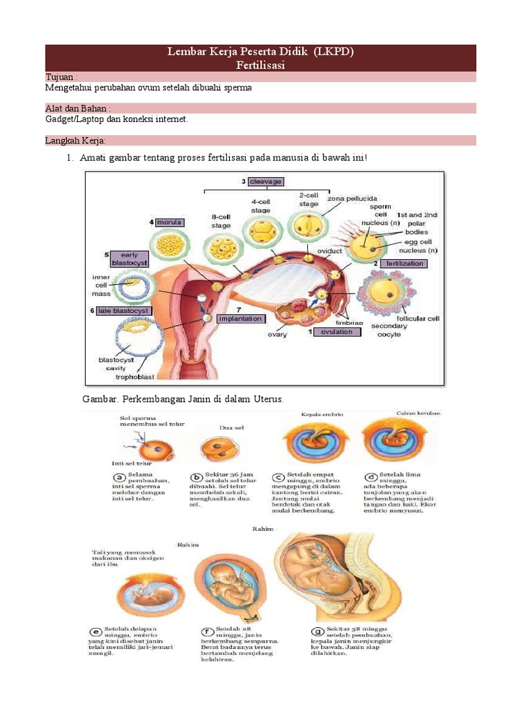 Fertilisasi | PDF | Kesehatan Holistik | Sains & Matematika