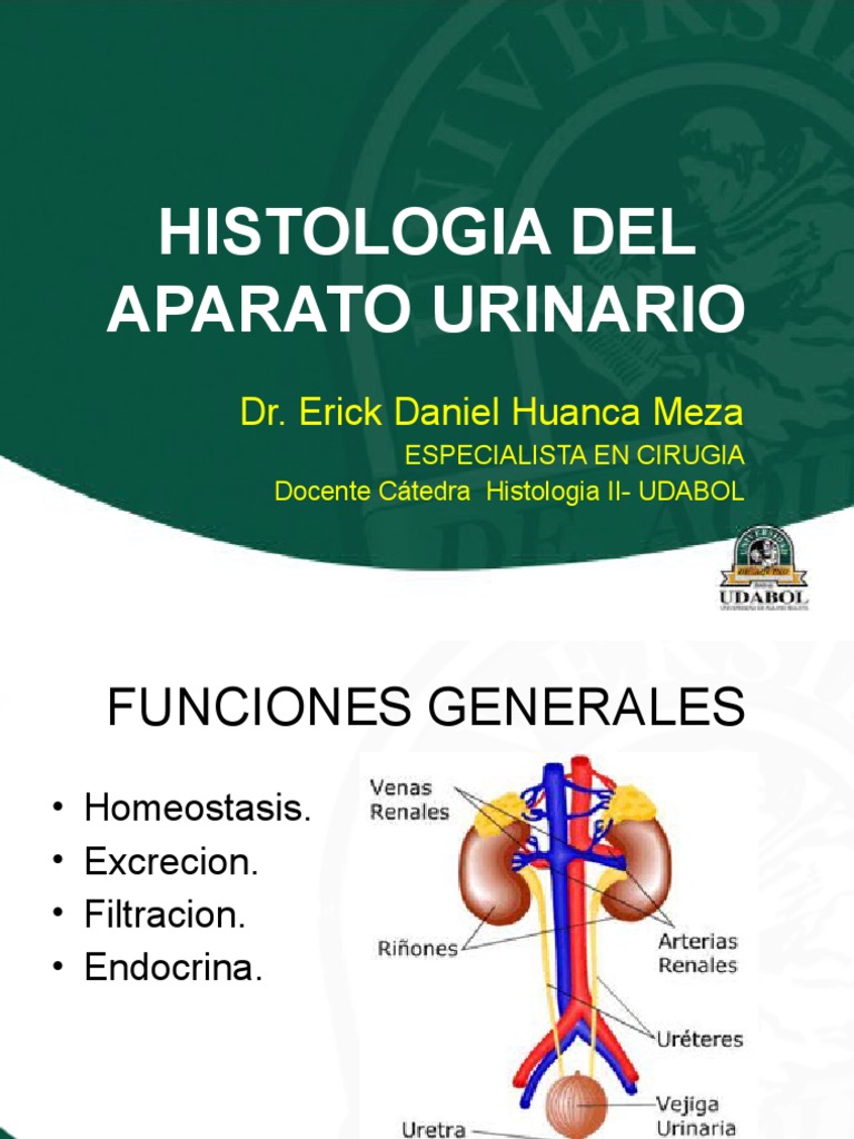 Histologia Del Aparato Urinario ( | PDF | Riñón | Anatomia animal