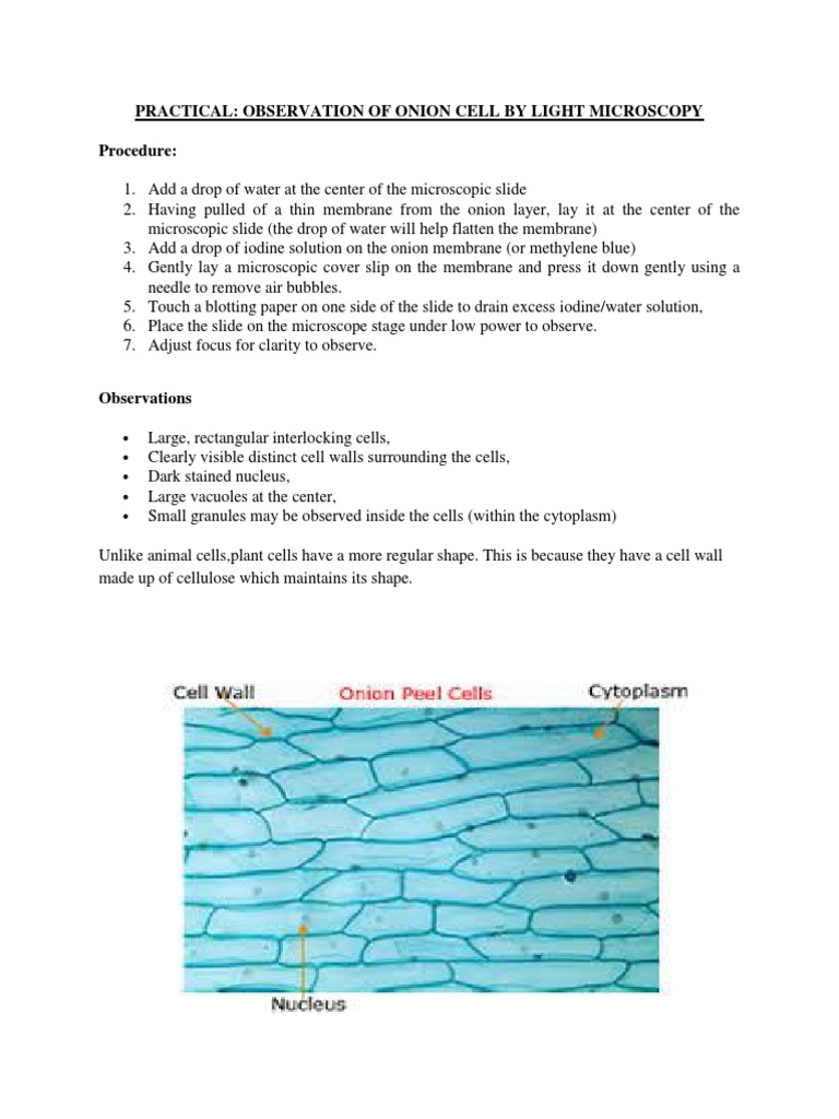 Observation of Onion Cell-1 | PDF