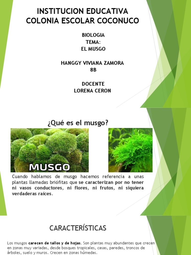 Características y funciones del musgo | PDF | Musgo | Botánica