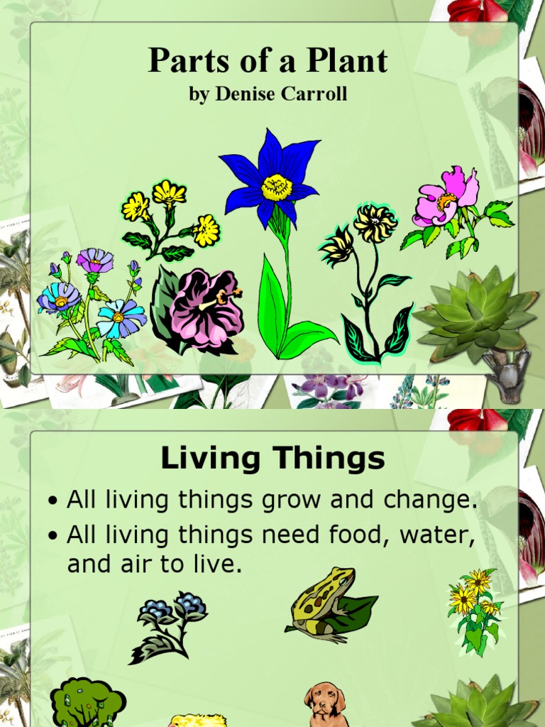 Plant Parts and Life Cycle: How Seeds Grow into New Plants | PDF | Seed ...