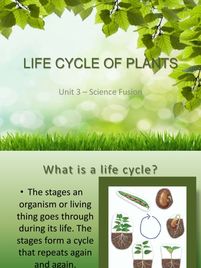 Plant Life Cycle Explained | PDF | Seed | Flowers
