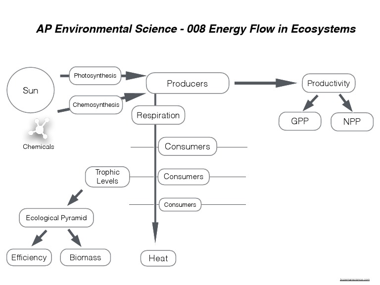 AP ES-008 Energy Flow in Ecosystems CM PDF SM | PDF | Technology ...