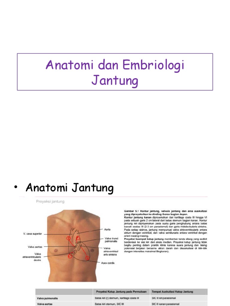 Anatomi Dan Embriologi | PDF