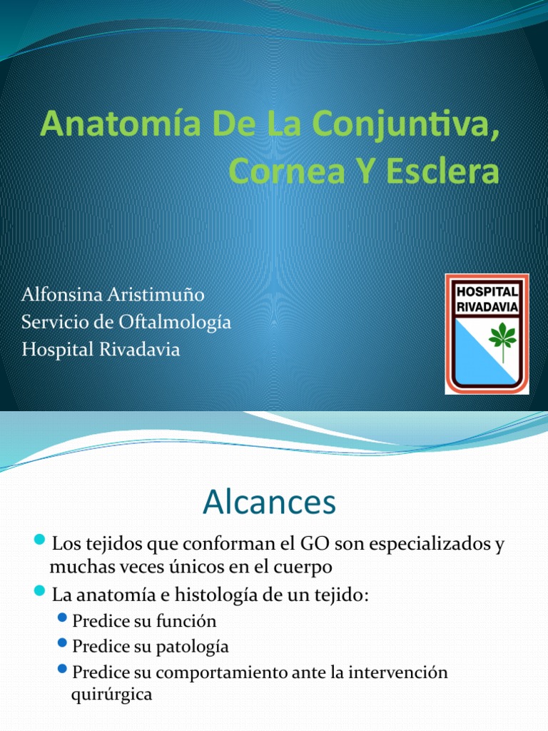 Anatomía Ocular Especializada | PDF | Córnea | Epitelio