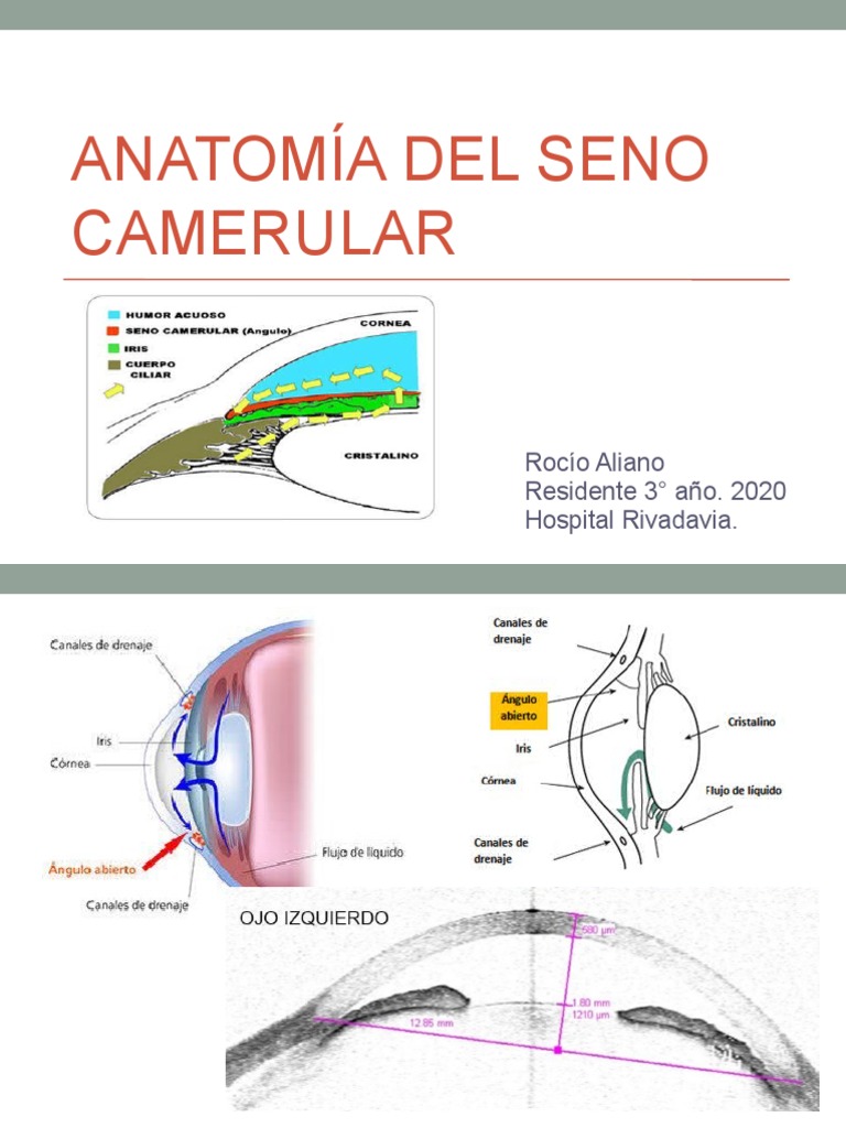 Anatomía Del Seno Camerular Pdf Glaucoma Visión
